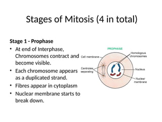 Cell continuity and role of Mitosis in cells | PPT