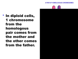 Cell continuity and role of Mitosis in cells | PPT