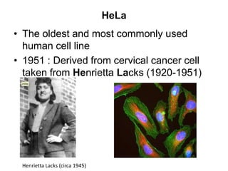 Advanced Cell Culture Lecture 1 - CBNU | PPTX