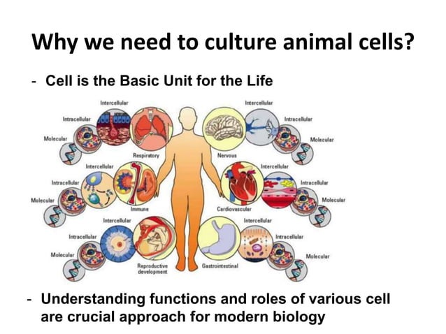 Advanced Cell Culture Lecture 1 - CBNU | PPT