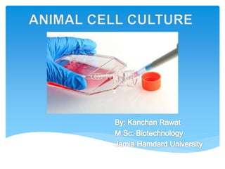 Cell culture | PPTX