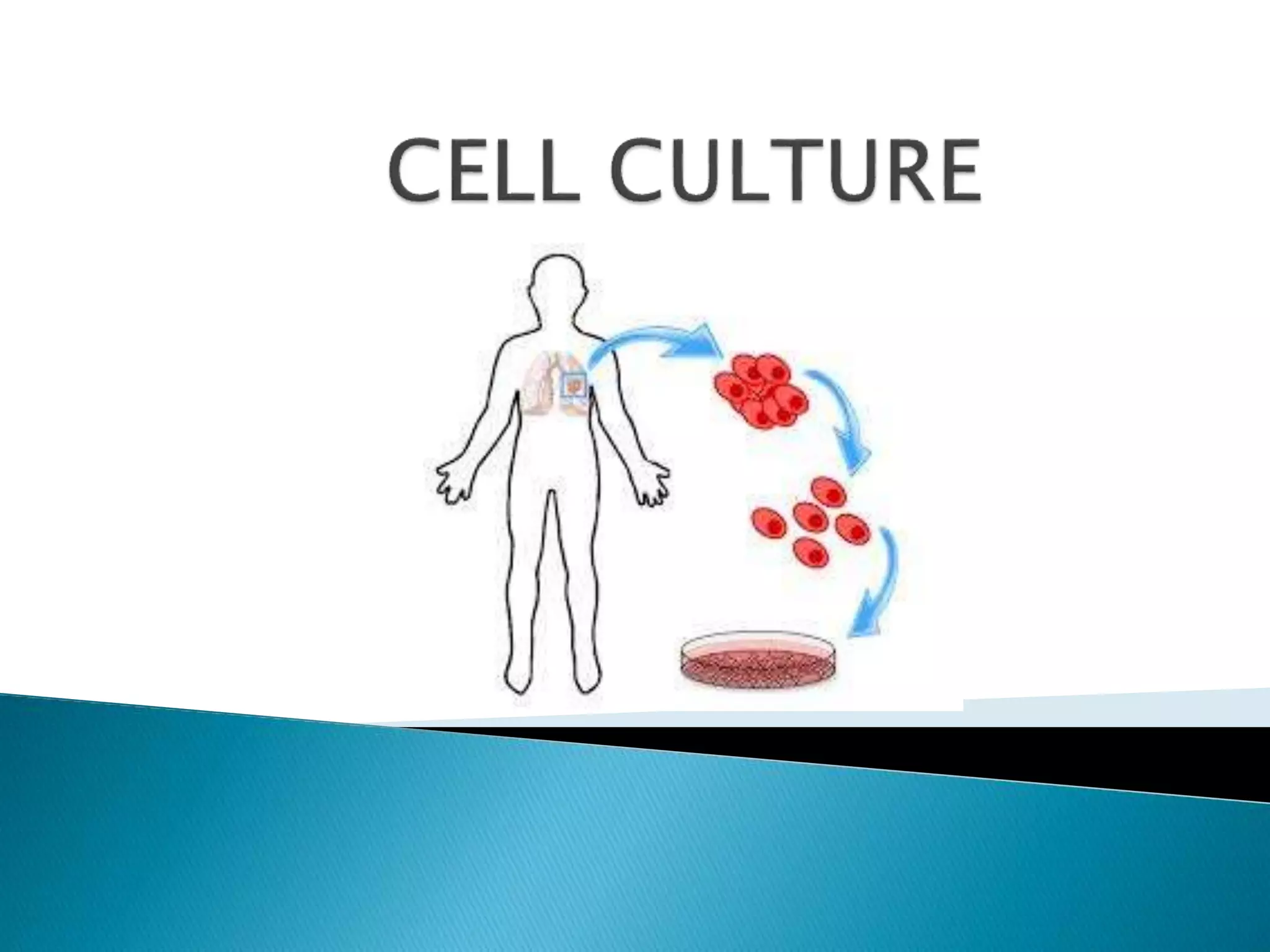 Cell culture | PPT