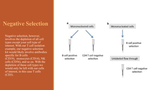 Cell culture technique | PPTX