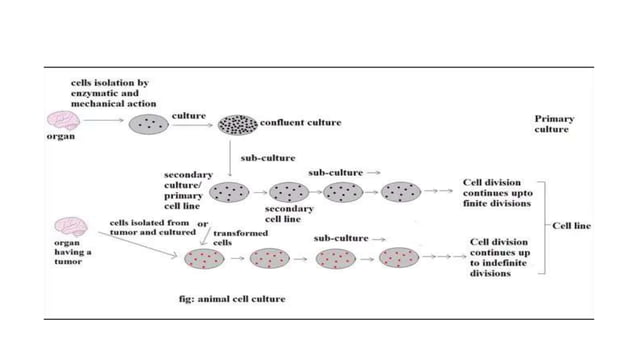 Cell culture | PPT