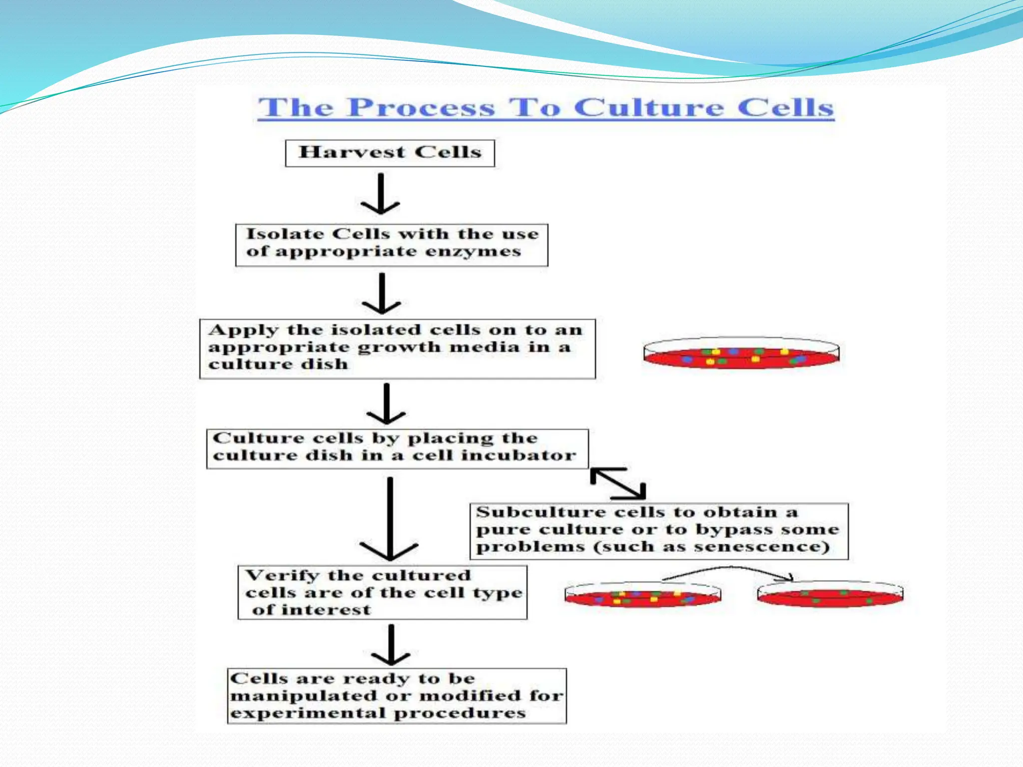 Cell Culture.pptx