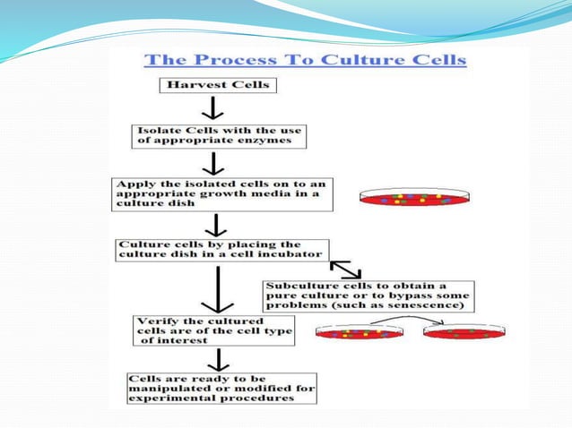 Cell Culture.pptx