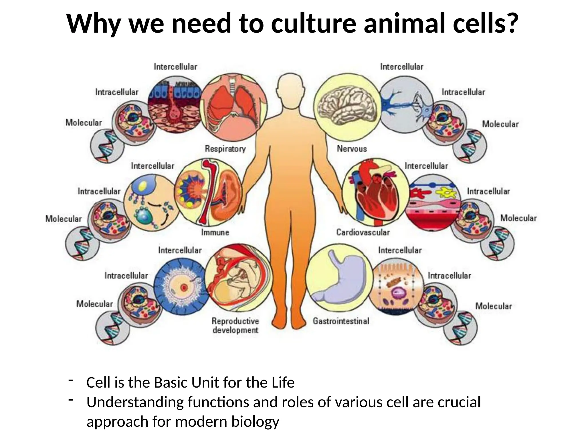 Cell Culture, passaging cell, animal cell lines.ppt