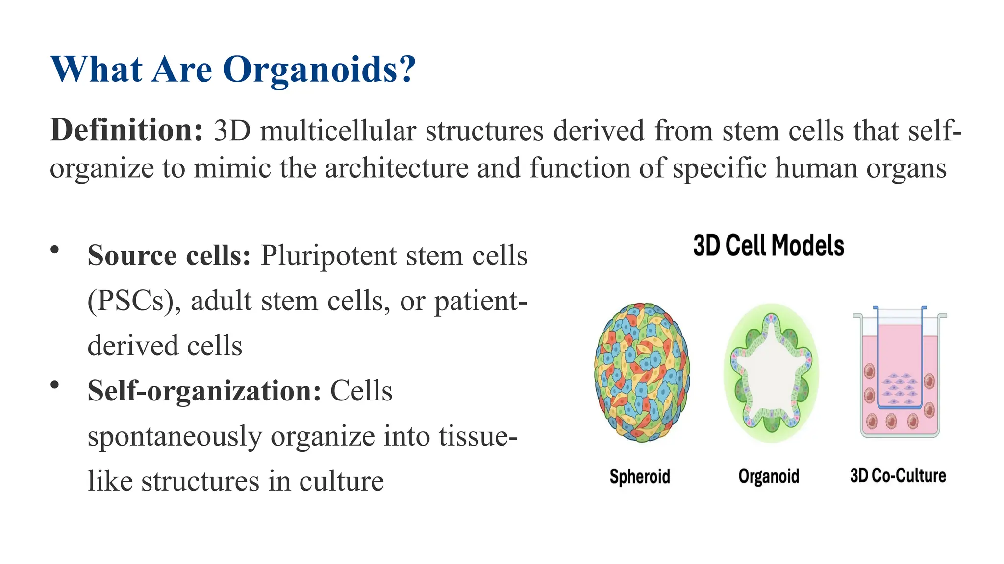 Cell Culture and Organoids Presentation.pptx