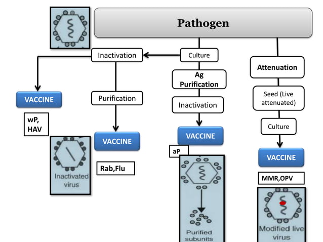 Cell culture based vaccine production anjana.pptx