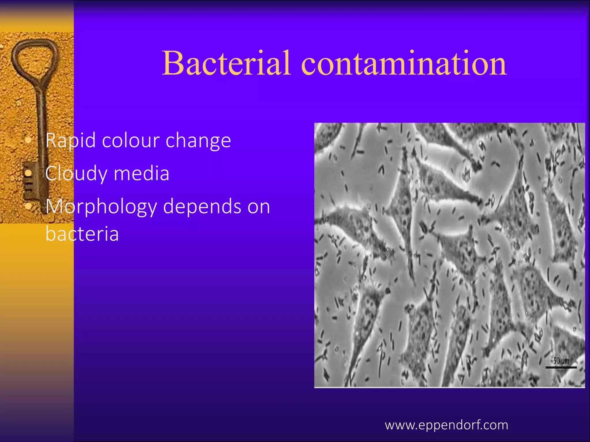 Cell culture basics.pptx