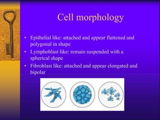 Cell culture basics.pptx
