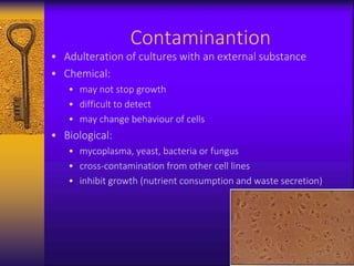 Cell culture basics.pptx