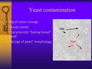 Cell culture basics.pptx