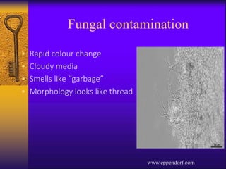 Cell culture basics.pptx