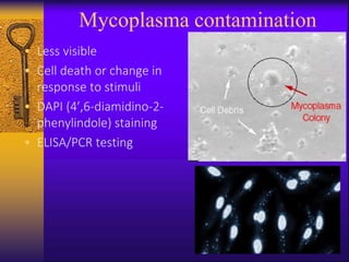 Cell culture basics.pptx