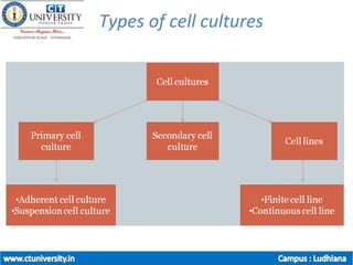 Cell culture and its types | PPTX