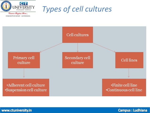 Cell culture and its types | PPTX