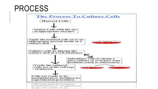 Cell culture in animal biotechnology | PPTX