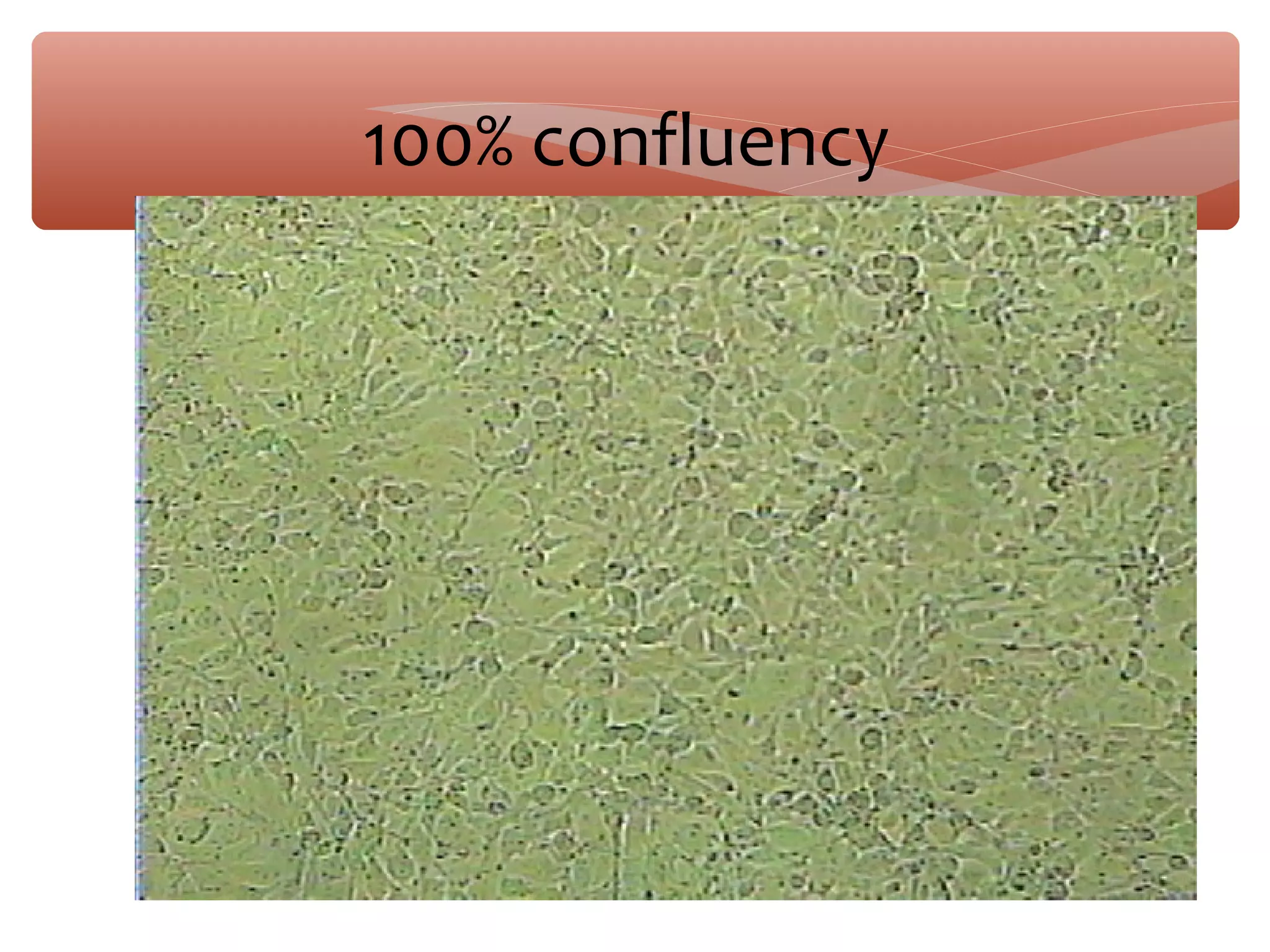 Cell culture introduction | PPT