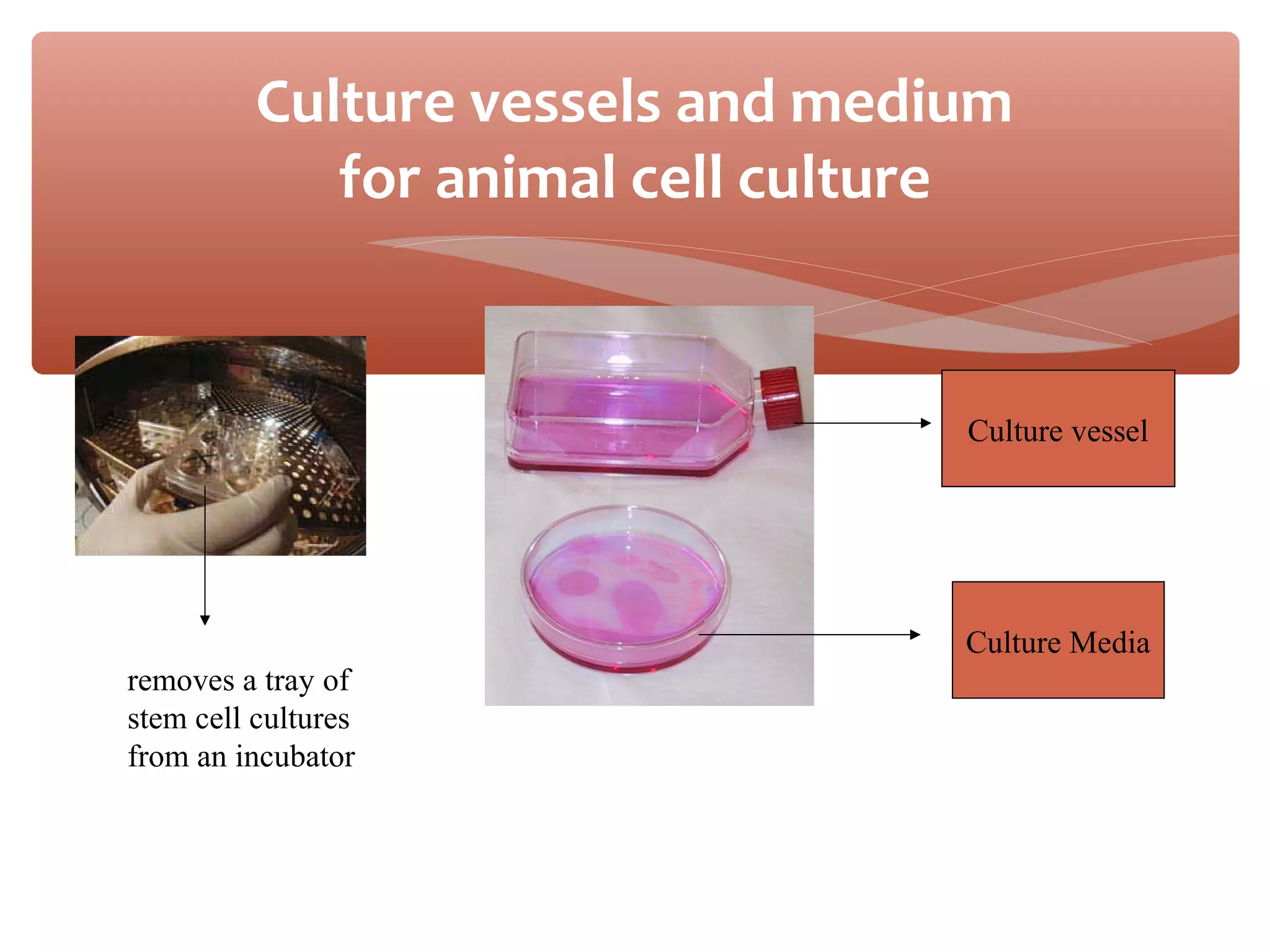 Cell culture introduction | PPT