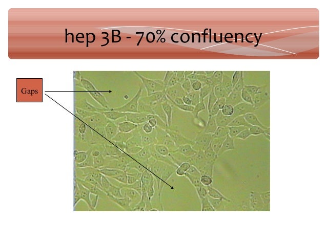 Cell culture introduction