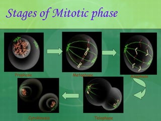 cell cycle and mitosis | PPT
