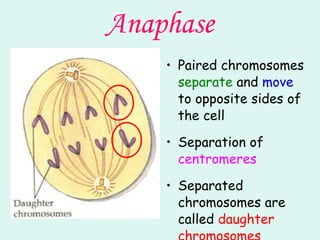cell cycle and mitosis | PPT