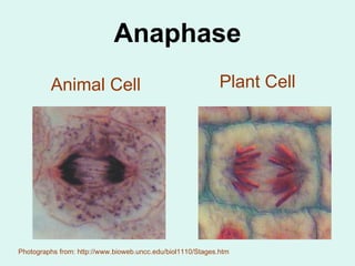 cell cycle and mitosis | PPT