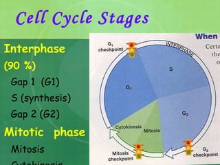 cell cycle and mitosis | PPT
