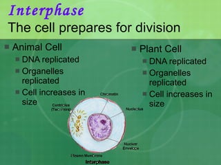 cell cycle and mitosis | PPT