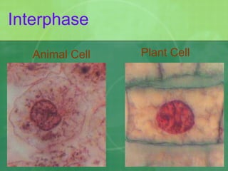 cell cycle and mitosis | PPT