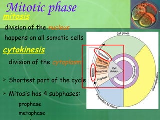 cell cycle and mitosis | PPT
