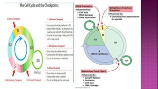 Cell cycle and it's checkpoints | PPT