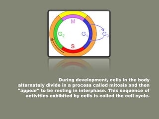 Cell Cycle | PPTX | Biological Sciences | Science