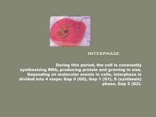 Cell Cycle | PPTX | Biological Sciences | Science