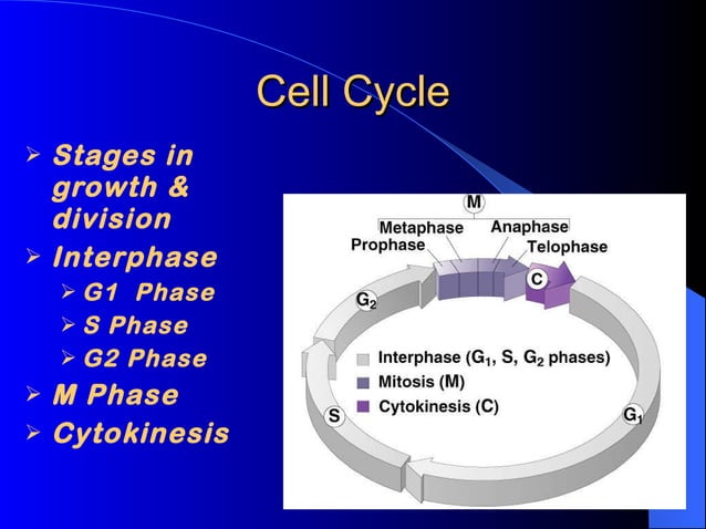 Cell cycle | PPT