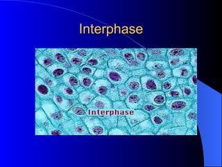 Cell cycle | PPT
