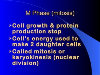 Cell cycle | PPT