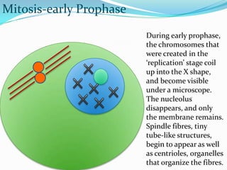 Cell cycle | PPT