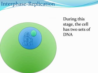 Cell cycle | PPT