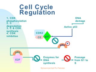 Cell cycle | PPT