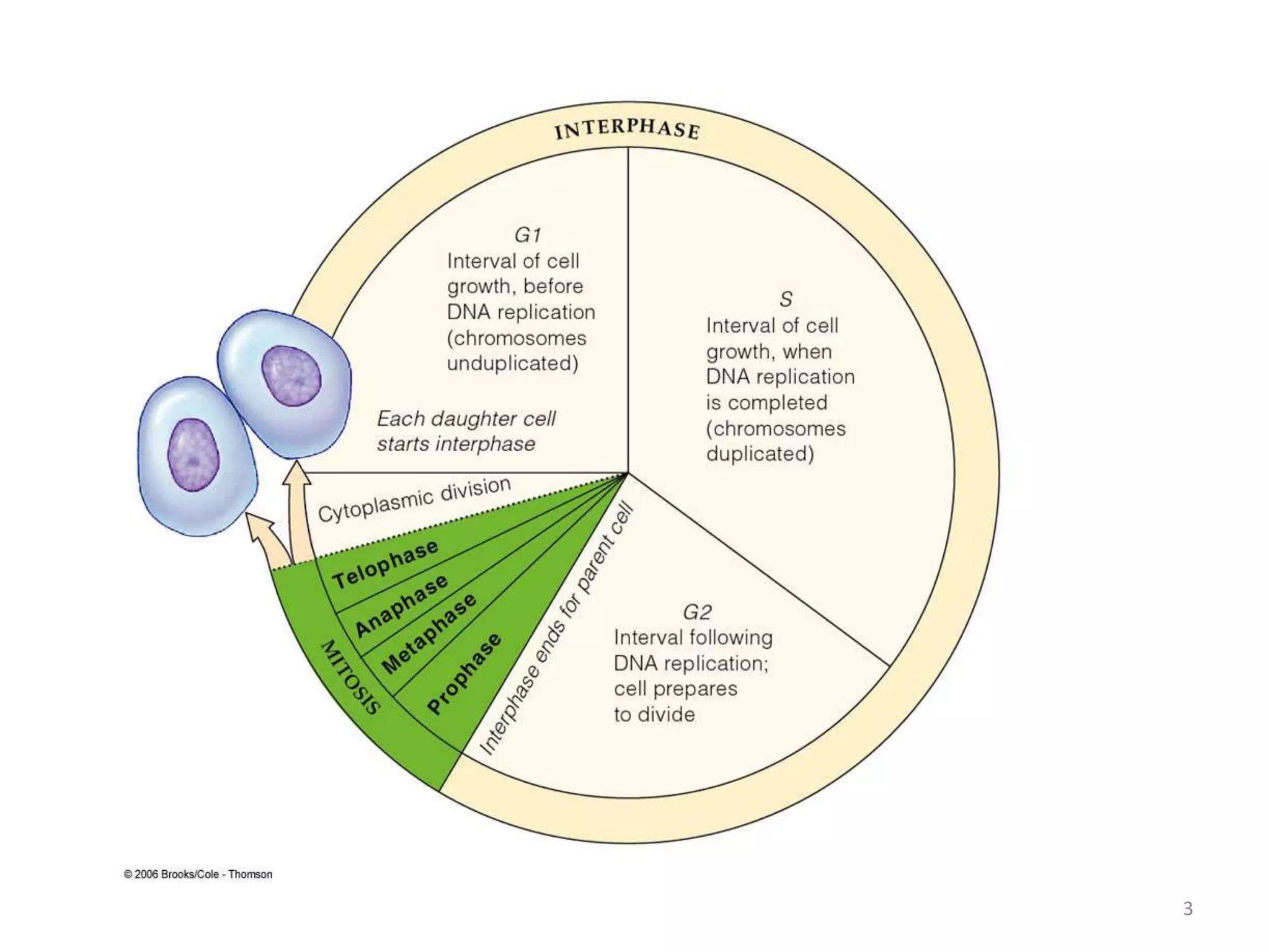 Cell cycle | PPT