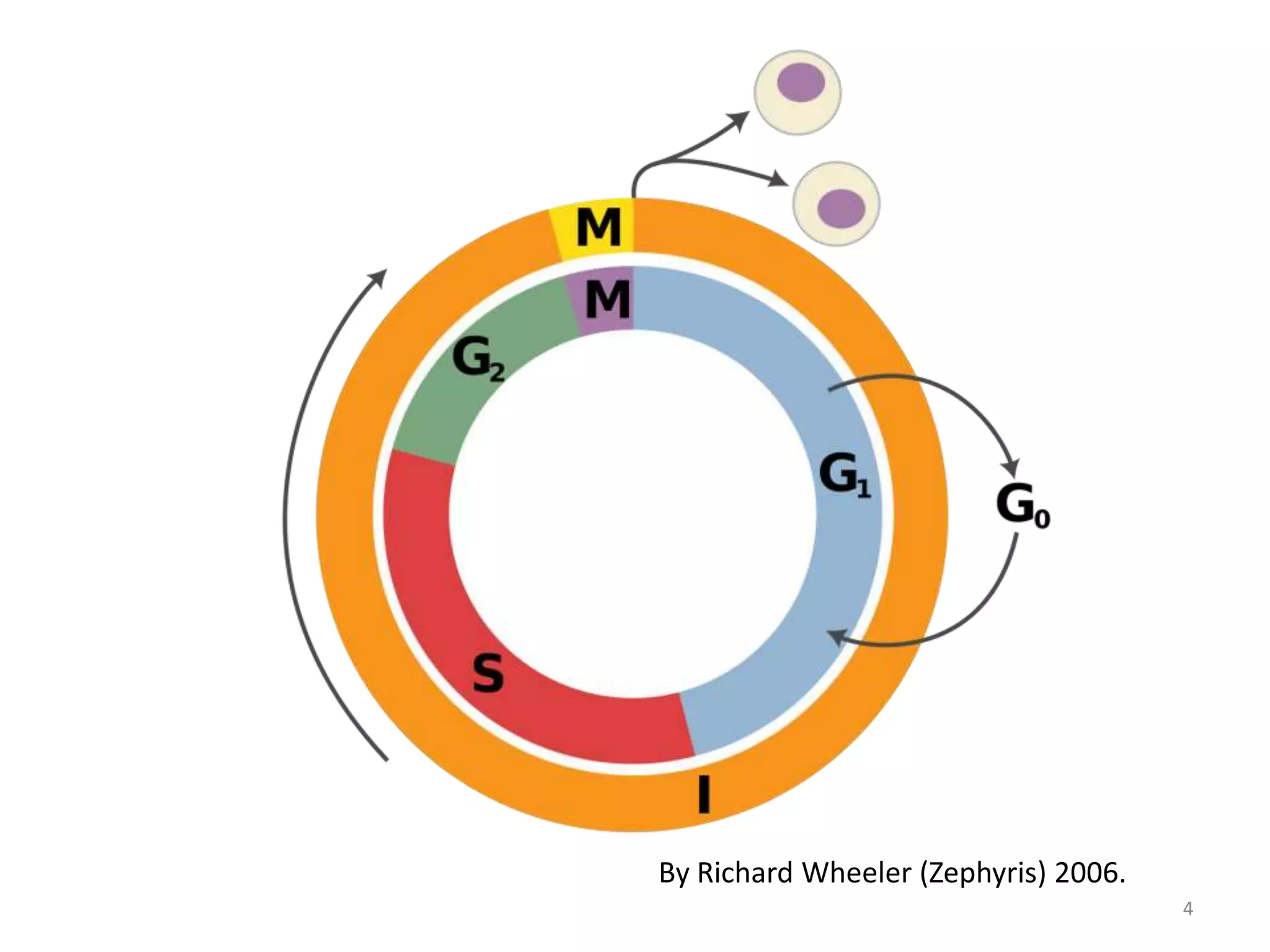 Cell cycle | PPT