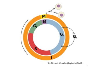 Cell cycle | PPTX