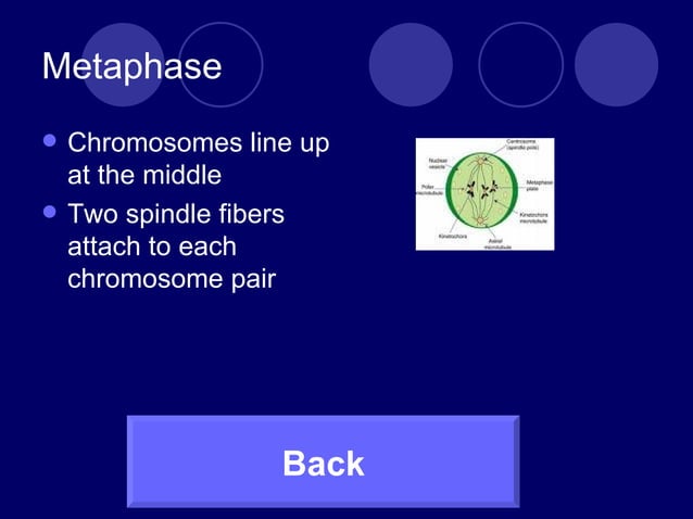 Cell Cycle | PPT