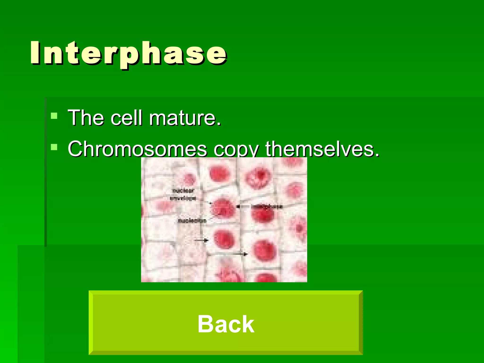Cell Cycle | PPT