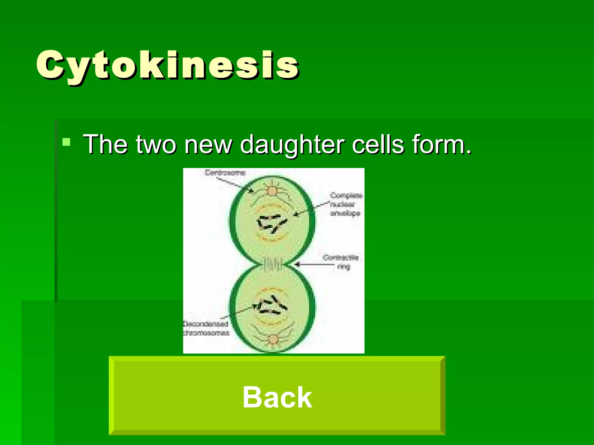 Cell Cycle | PPT
