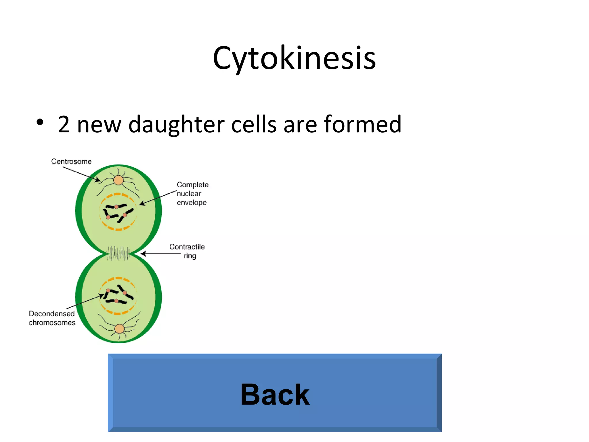 Cell Cycle | PPT