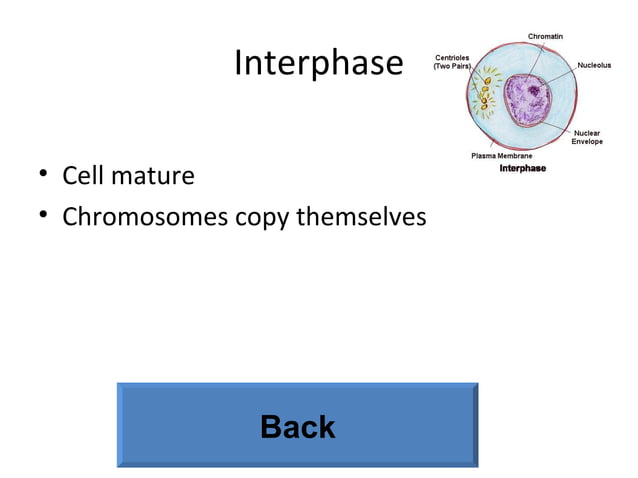 Cell Cycle | PPT