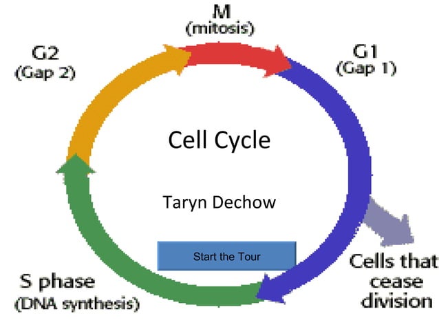 Cell Cycle | PPT